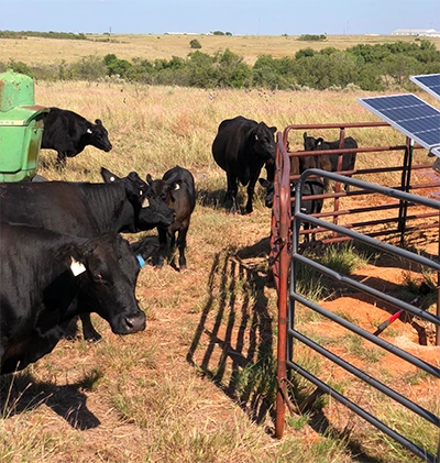 Happy Customers,Happy Cows, Happy Plants – RPS Solar Pumps | America's ...